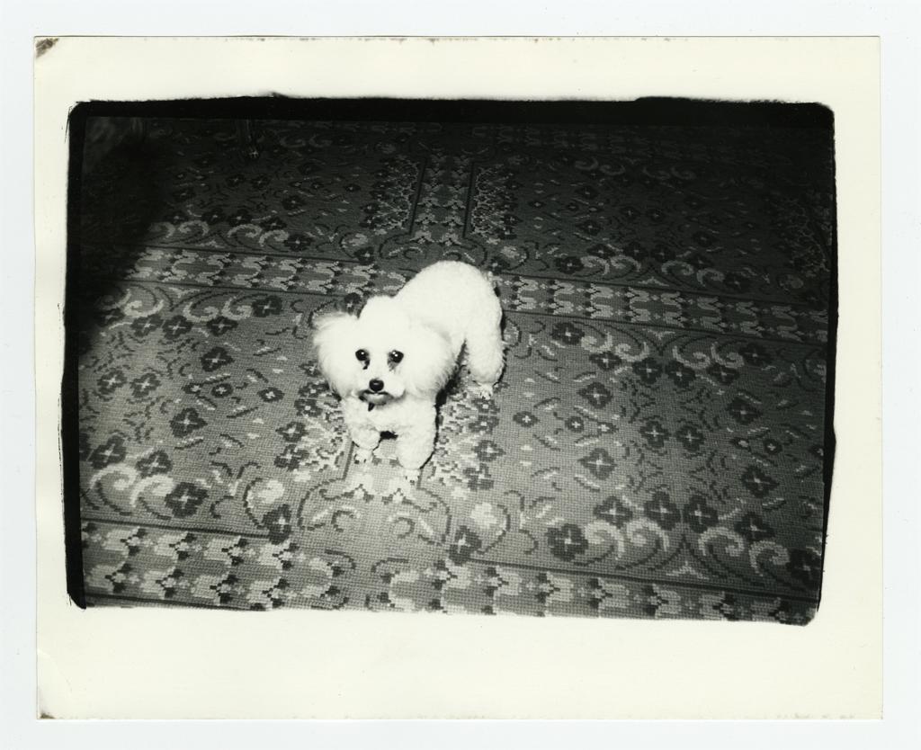 Every dog has its 15 minutes: Andy Warhol’s dog photographs - About JSTOR